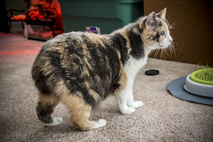 St. Patrick's Day: Irish Pet Breeds - Caring Pathways