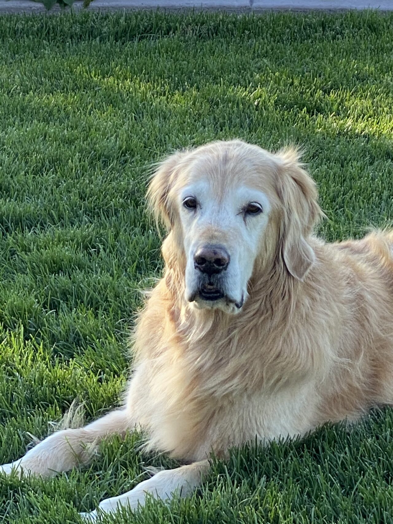 A Tribute forDude - Caring Pathways