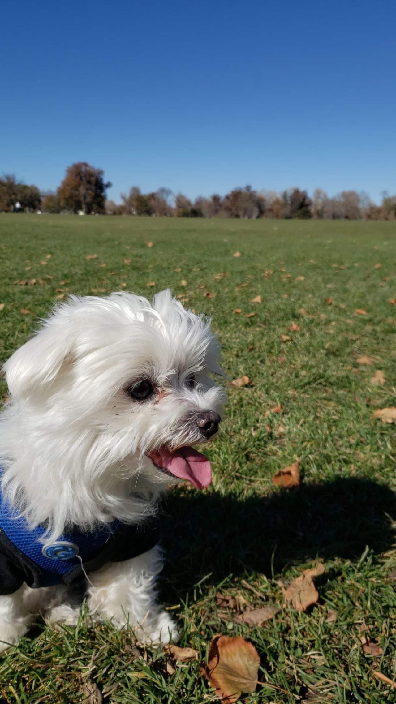 A Tribute for Luca - Caring Pathways