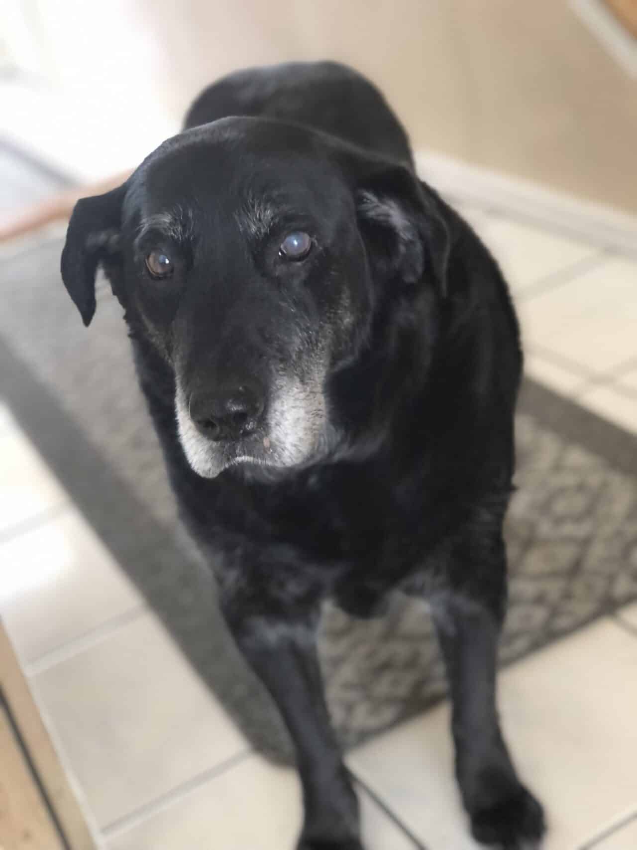 A Tribute for Shadow - Caring Pathways