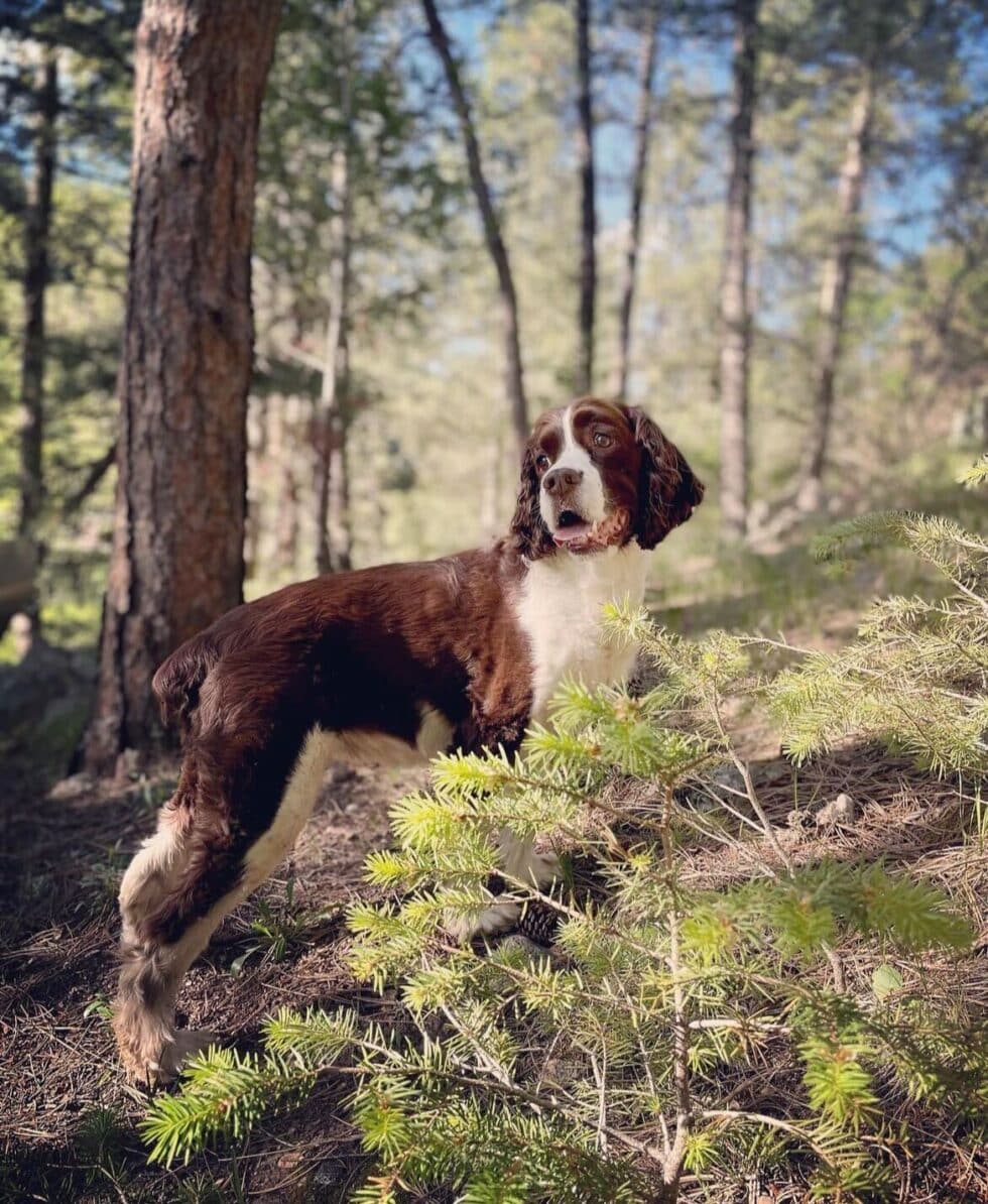 In-Home Pet Euthanasia and Hospice Care - Caring Pathways