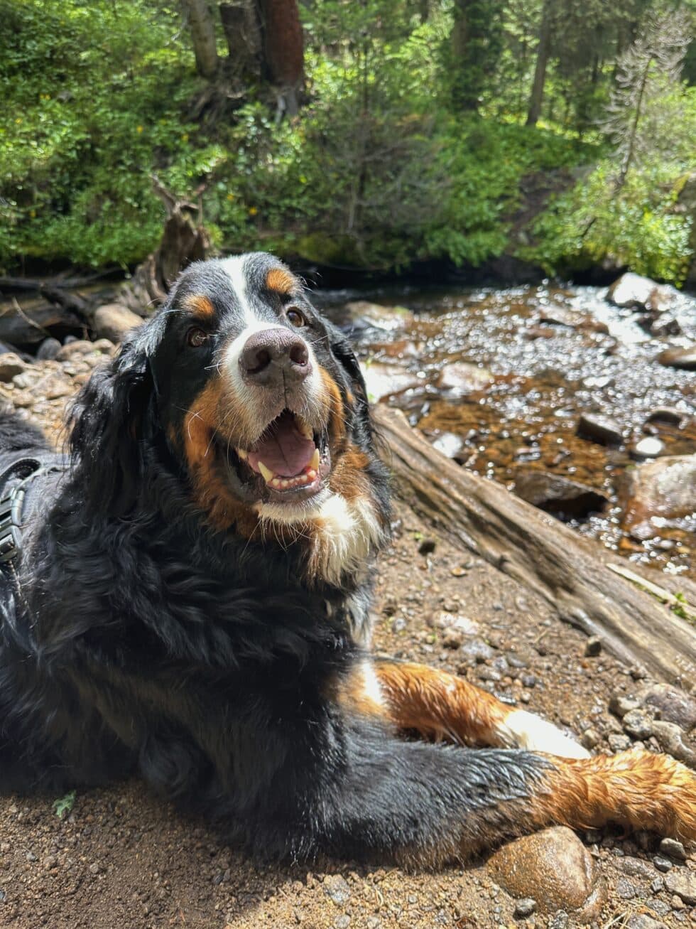 In-Home Pet Euthanasia and Hospice Care - Caring Pathways