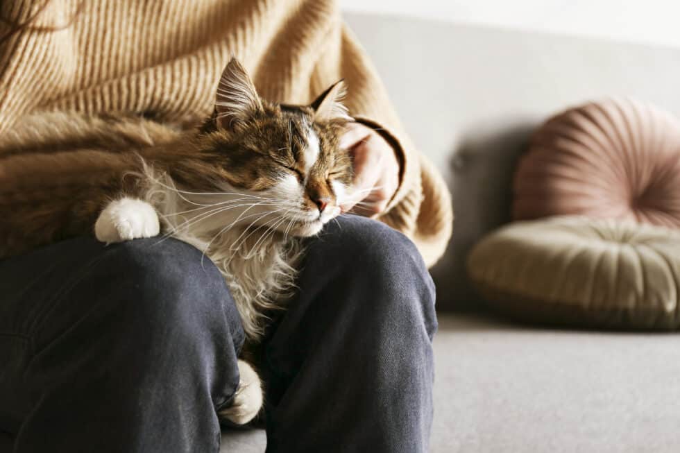 In-Home Pet Euthanasia and Hospice Care - Caring Pathways