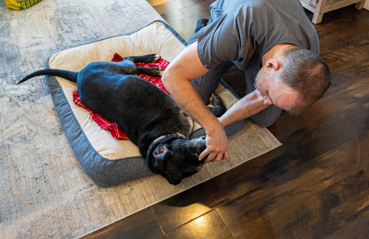 My Dog was Diagnosed with a Nasal Tumor, Now What? - Caring Pathways