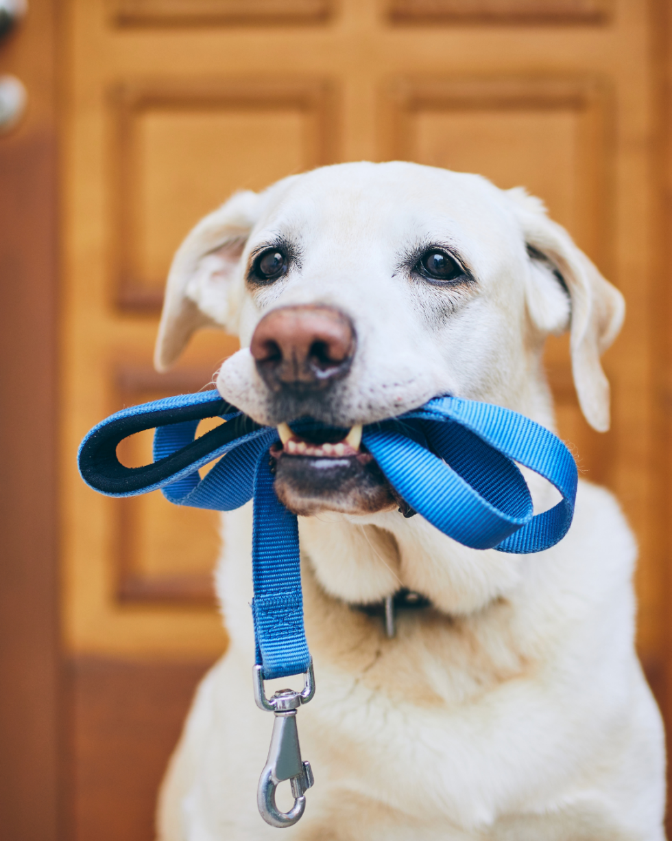 10 Proven Ways Pets Improve Mental Health: Science-Backed Benefits - Caring Pathways