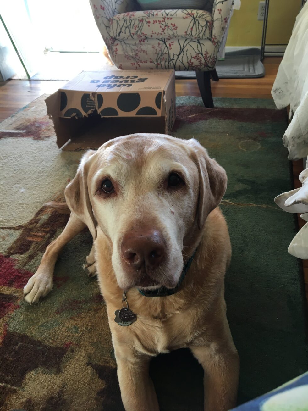 Tribute for Jordy McGordy the 27th Jordenheimerr Gray - Caring Pathways